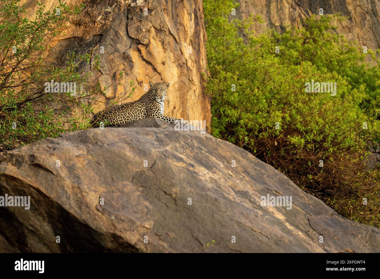 Leopard lies on rocky outcrop looking round Stock Photo - Alamy