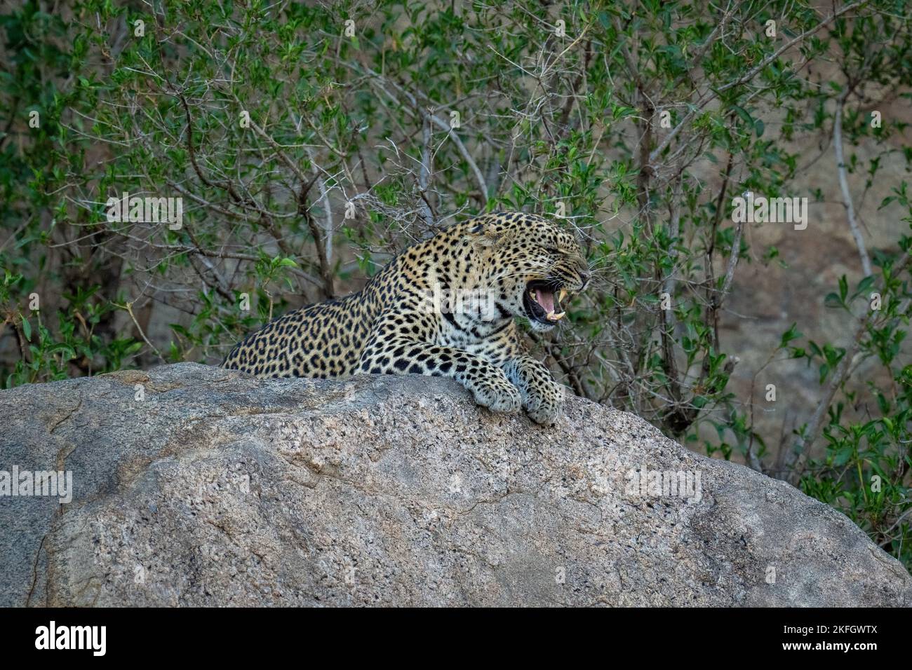 Animal snarling tree hi-res stock photography and images - Alamy