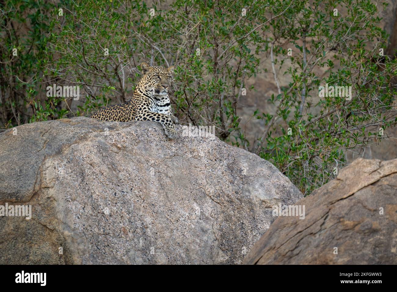 Leopard lies in grass hi-res stock photography and images - Alamy