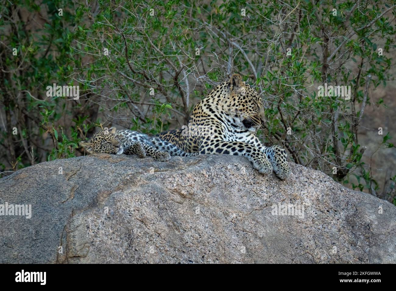 Leopard snoozing hi-res stock photography and images - Alamy