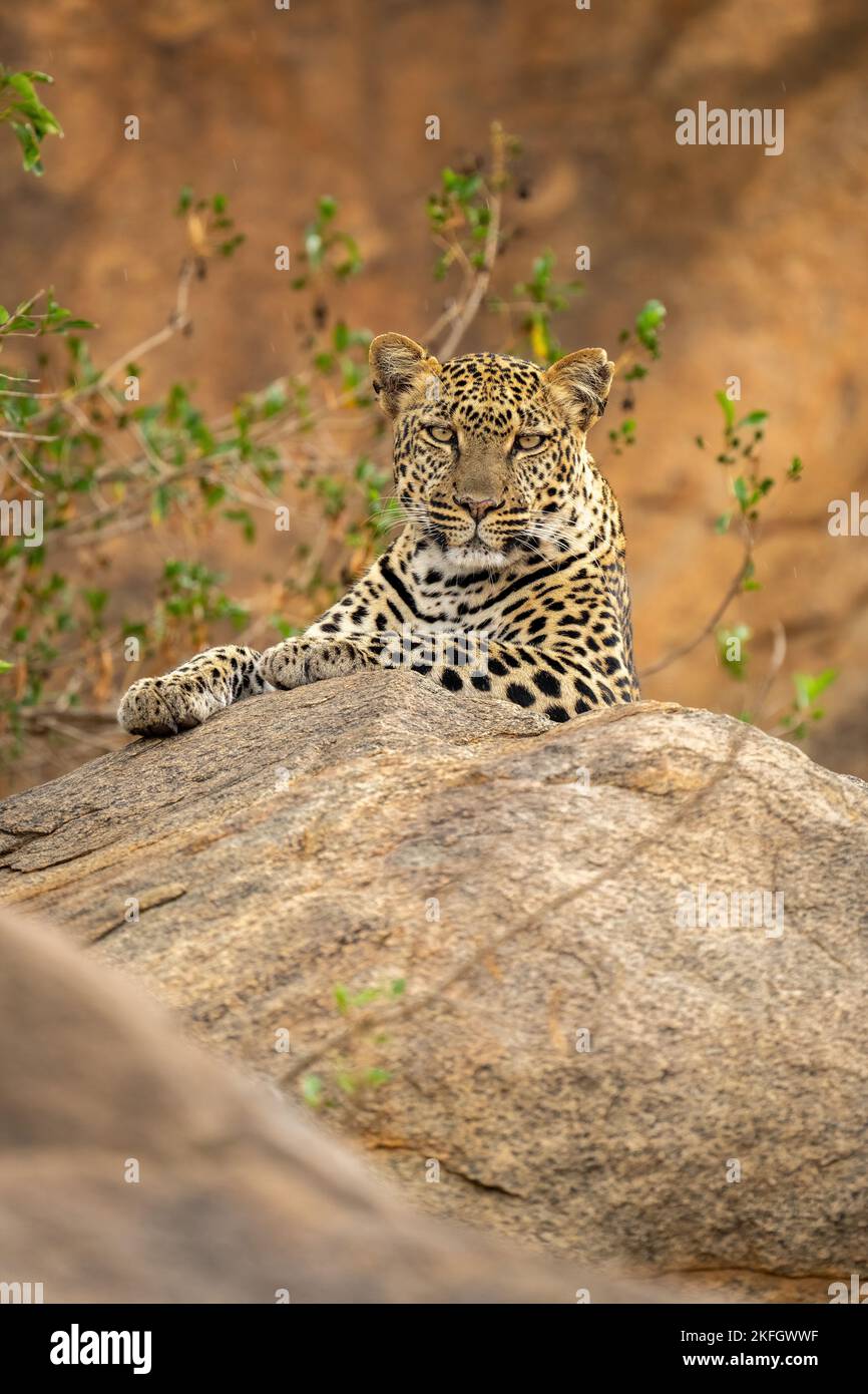 Leopard lying on rock with branches behind Stock Photo - Alamy