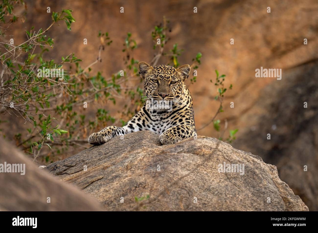 Leopard lying on rock near leafy bush Stock Photo - Alamy