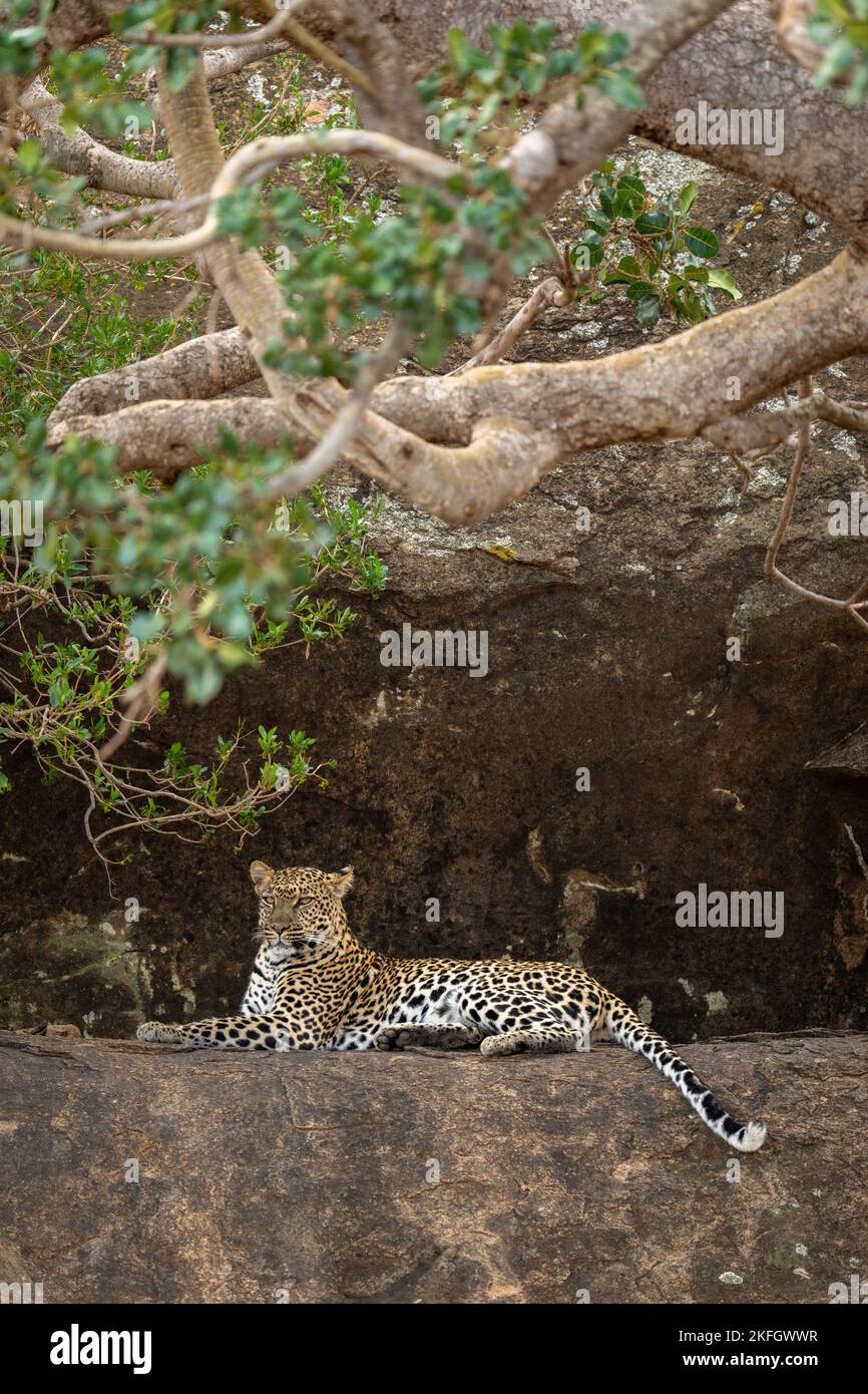 Leopard lying on ledge under tangled bush Stock Photo - Alamy