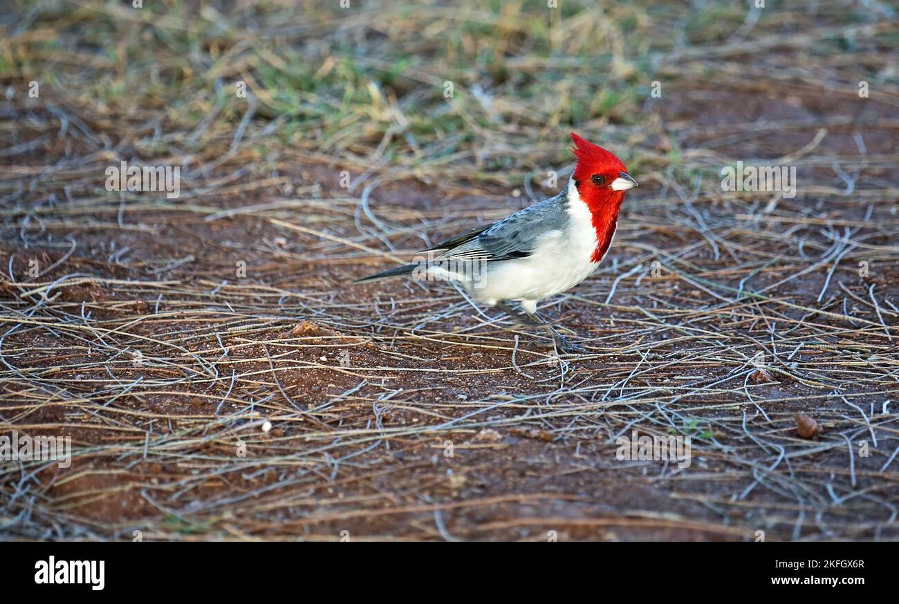 Red crested cardinal, Hawaii Stock Photo - Alamy