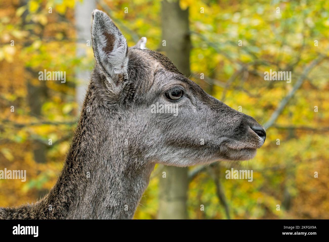 European fallow deer (Dama dama) close-up of head in autumn forest ...