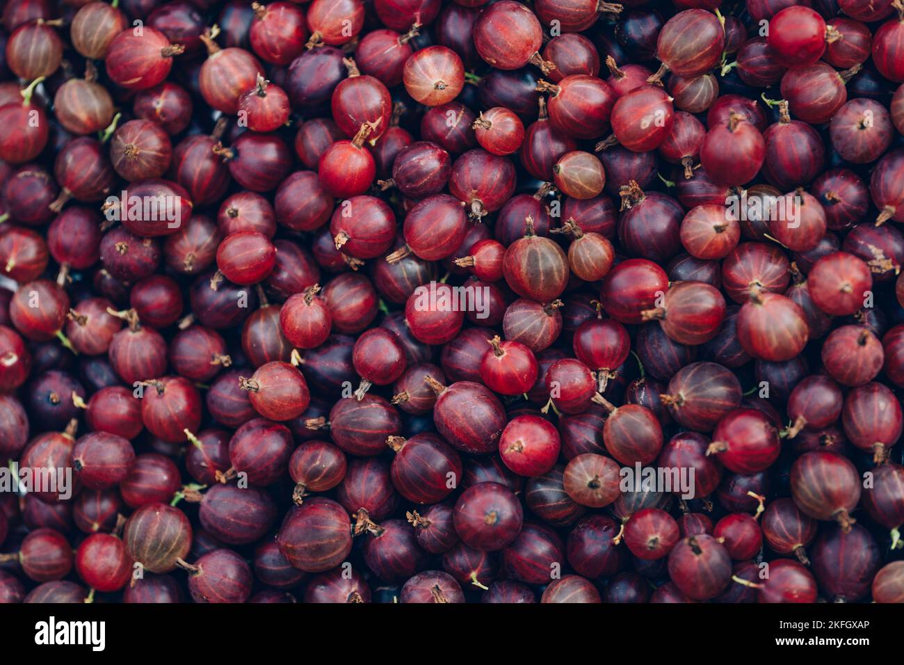 A background of red European Gooseberries Stock Photo - Alamy