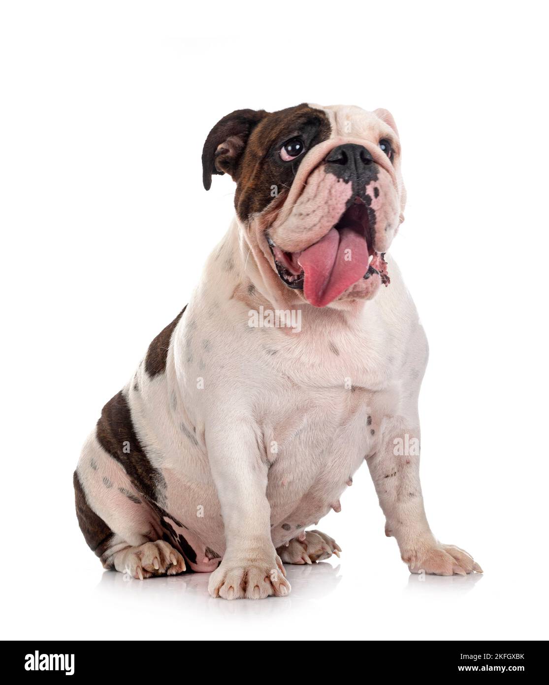 english bulldog in front of white background Stock Photo - Alamy