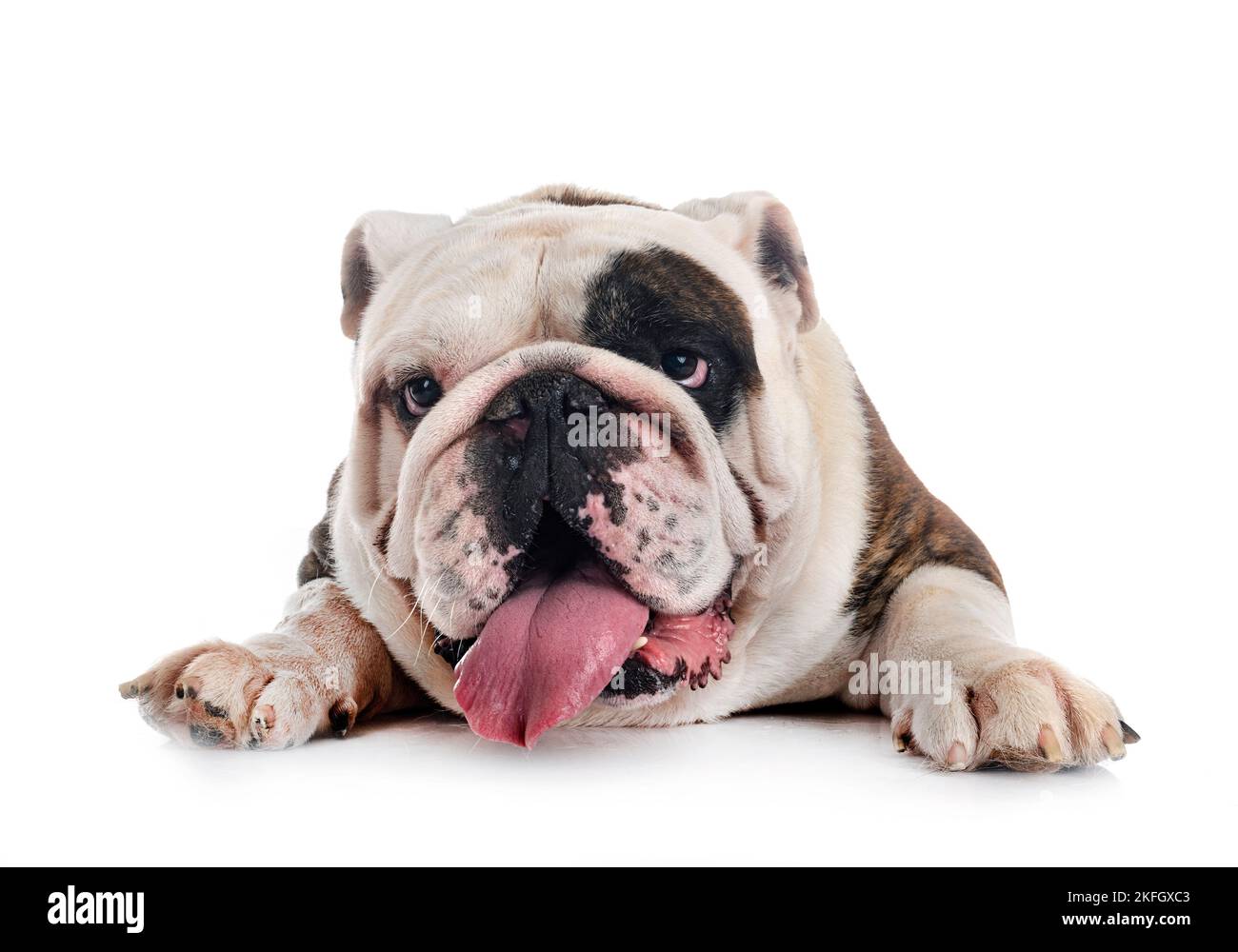 english bulldog in front of white background Stock Photo - Alamy
