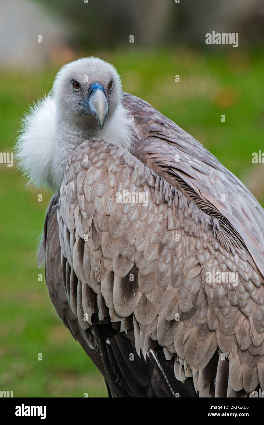 Griffon vulture / Eurasian griffon (Gyps fulvus) scavenger bird native ...