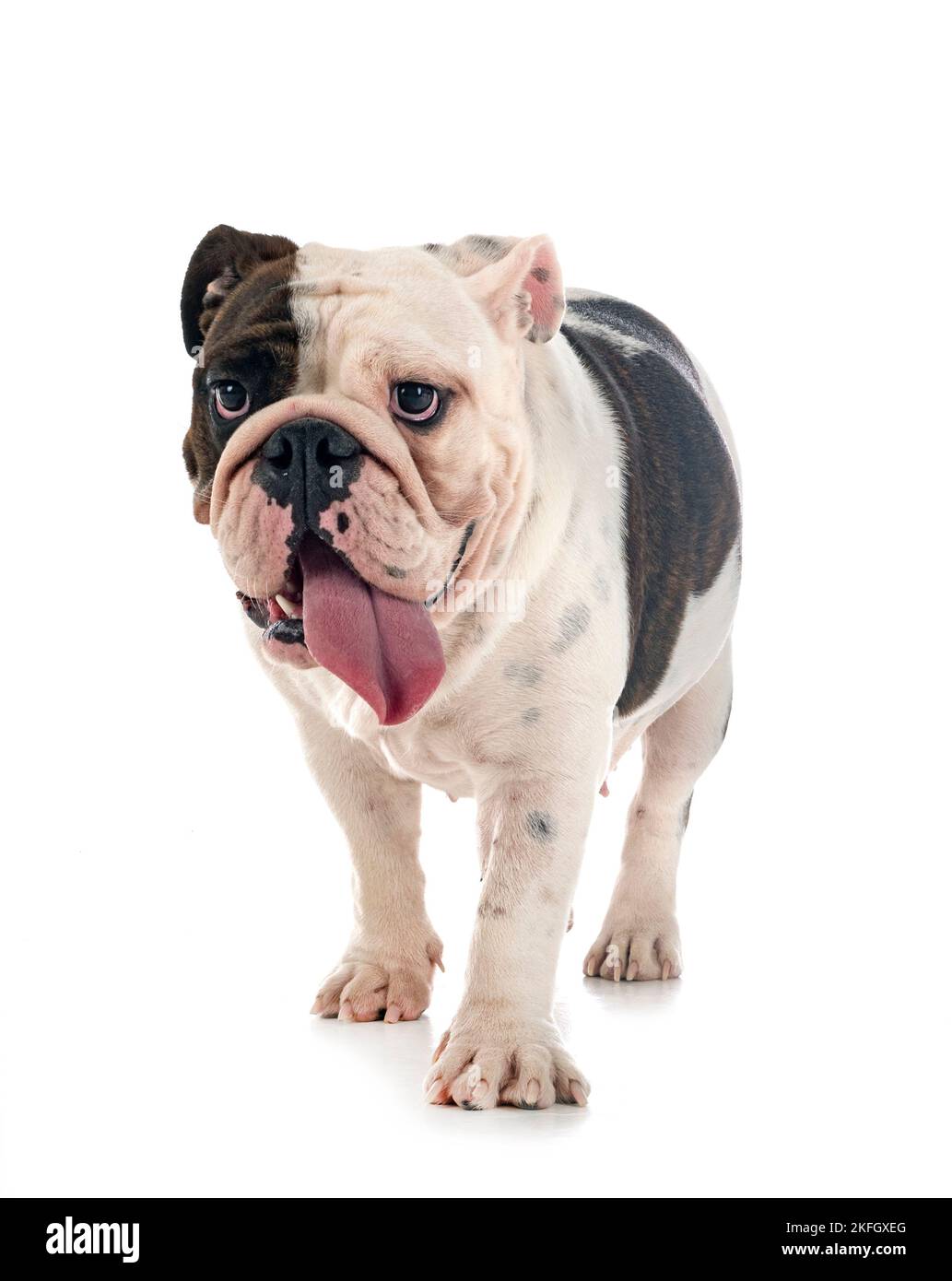 english bulldog in front of white background Stock Photo - Alamy