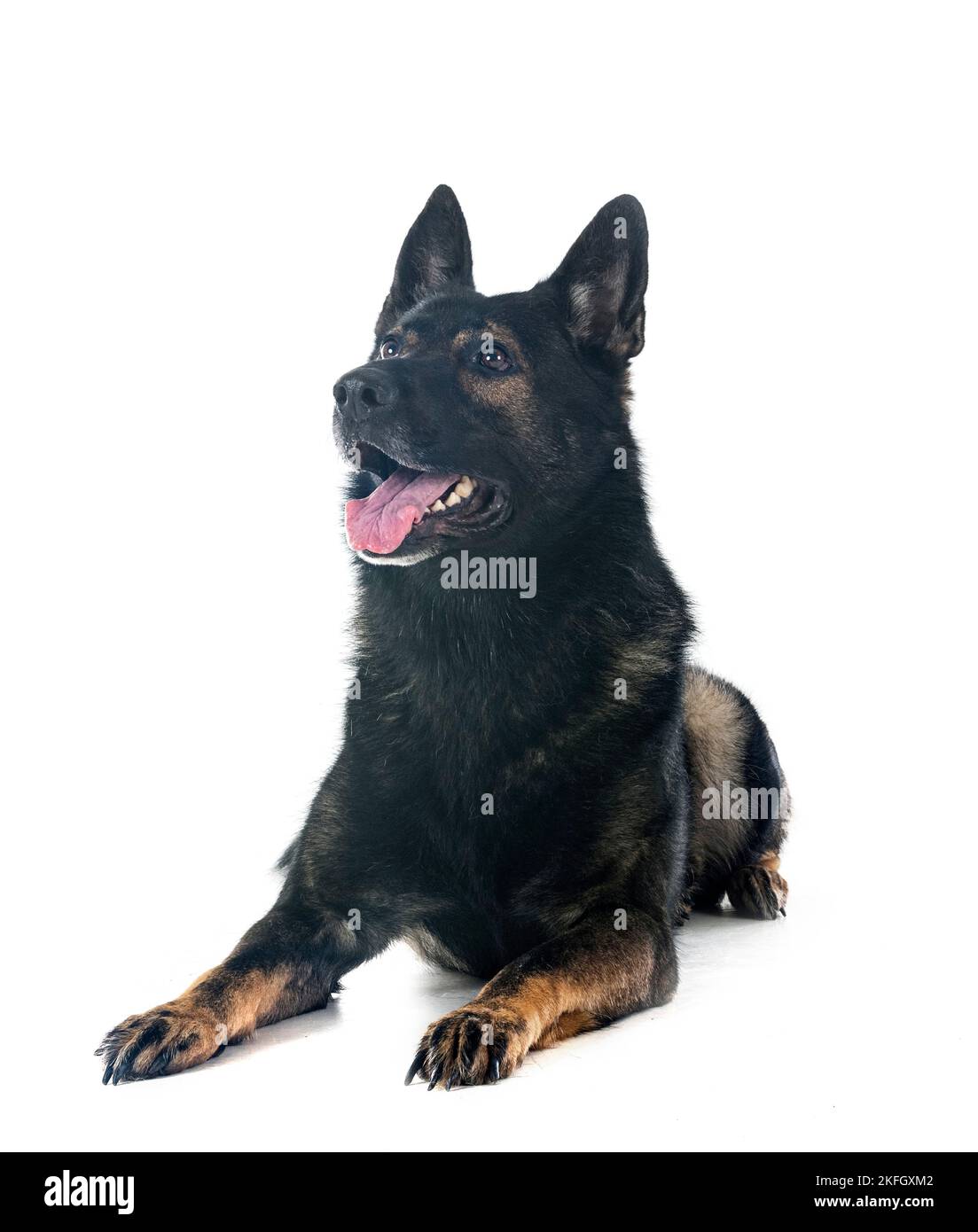gray german shepherd in front of white background Stock Photo - Alamy