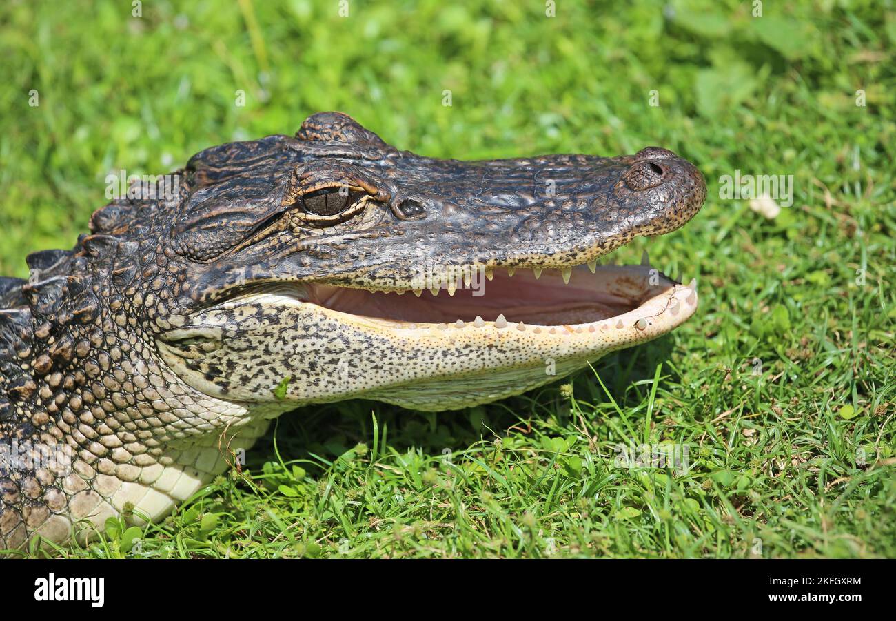 Alligator's head with open mouth - Louisiana Stock Photo - Alamy