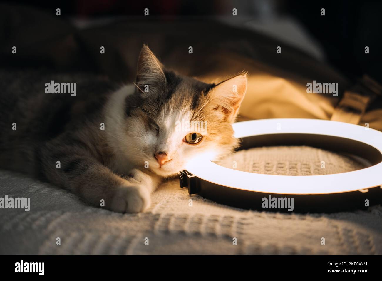 Disabled cats. Caring for special needs pets. Cats Protection. One-eyed ...