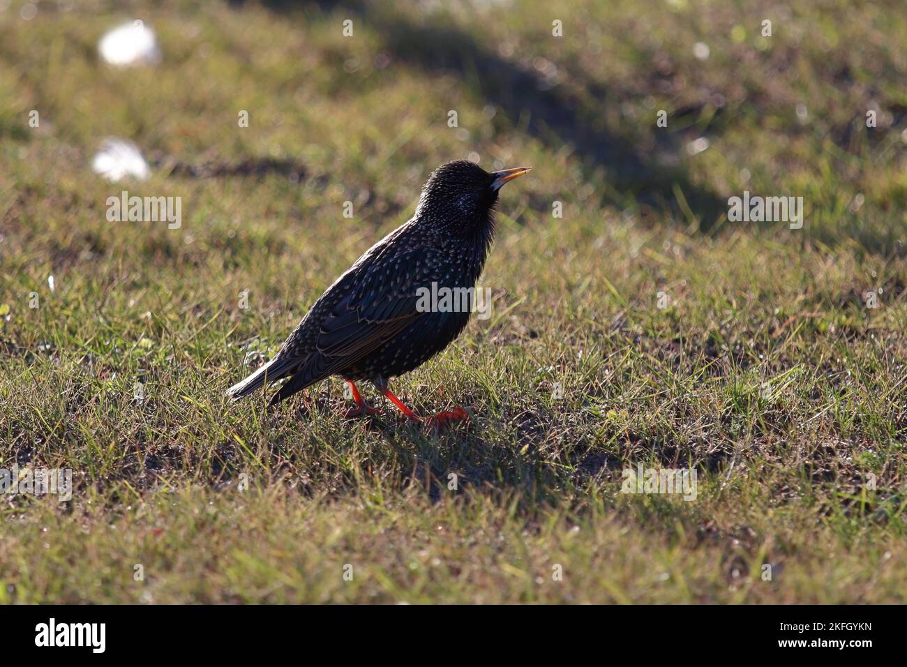 A closeup shot of a common starling on the grass in Denmark Stock Photo ...