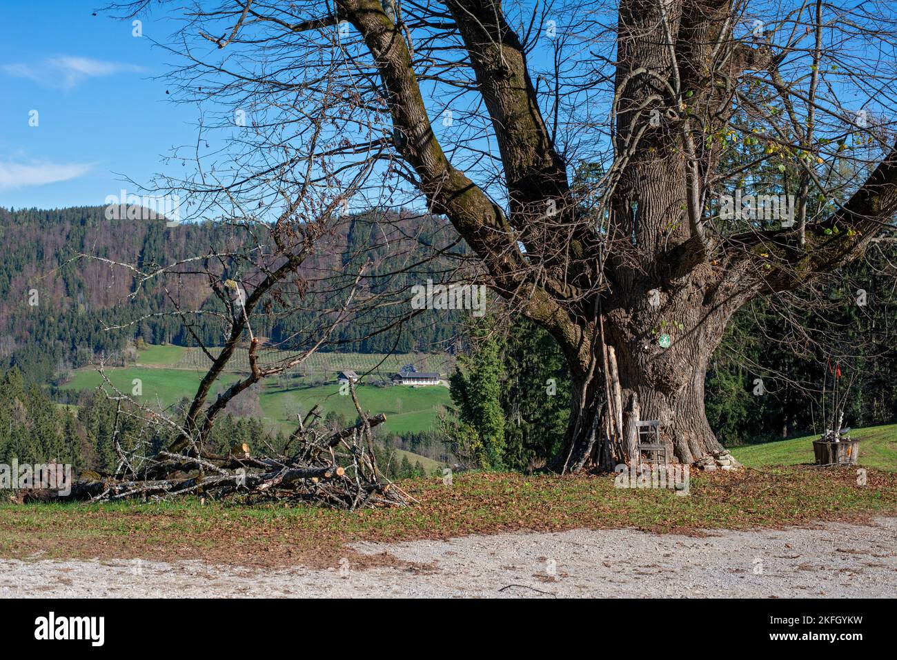 Old lime tree . Alter Lindenbaum . Naturdenkmal Stock Photo - Alamy