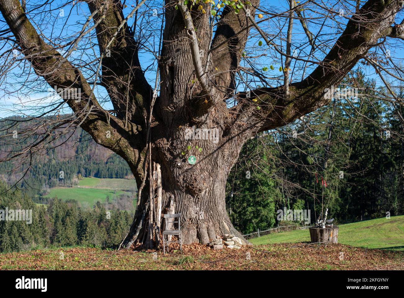 Old lime tree . Alter Lindenbaum . Naturdenkmal Stock Photo - Alamy