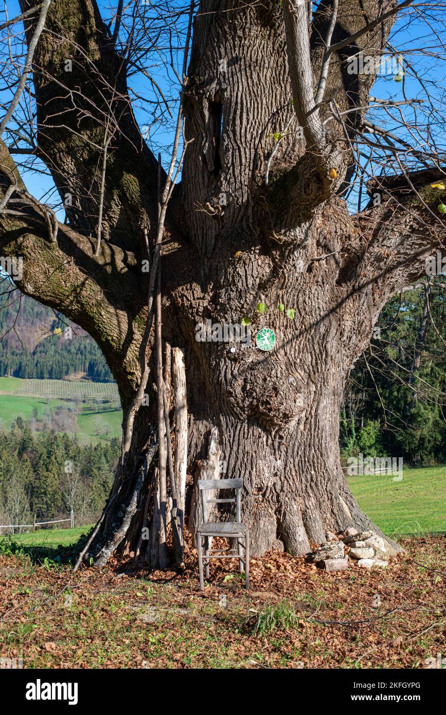 Lindenbaum house hi-res stock photography and images - Alamy
