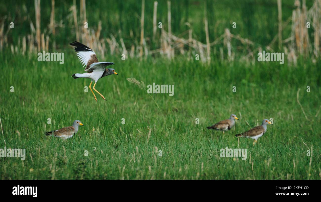 A view of gray-headed lapwings in grassland Stock Photo - Alamy