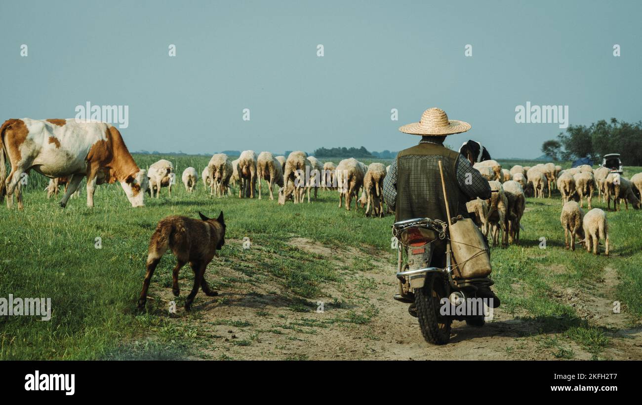 An aerial view of herd of cows and sheep on grassland Stock Photo - Alamy