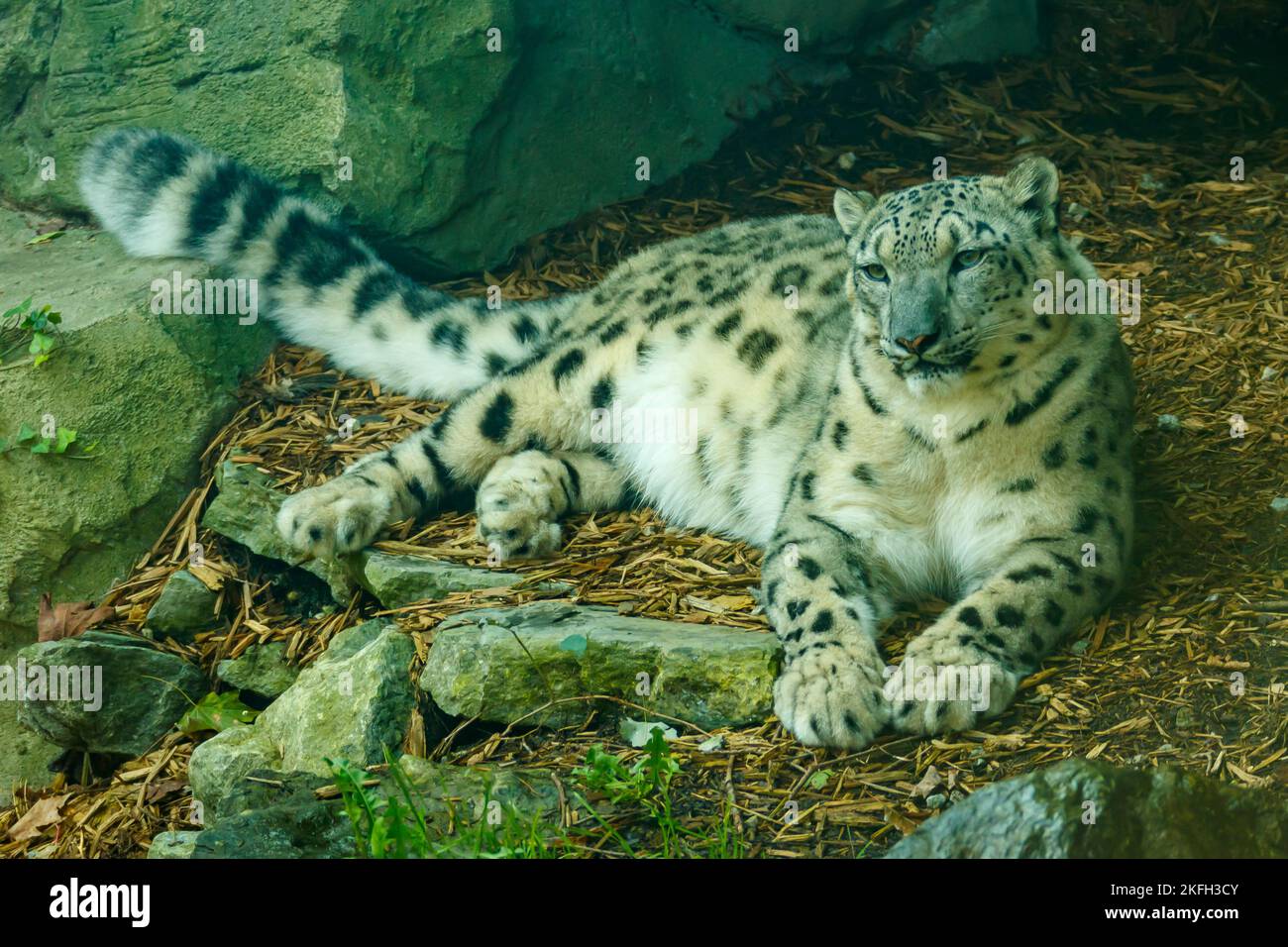 Snow Leopard. Cincinnati Zoo and Botanical Garden, Cincinnati, Ohio ...