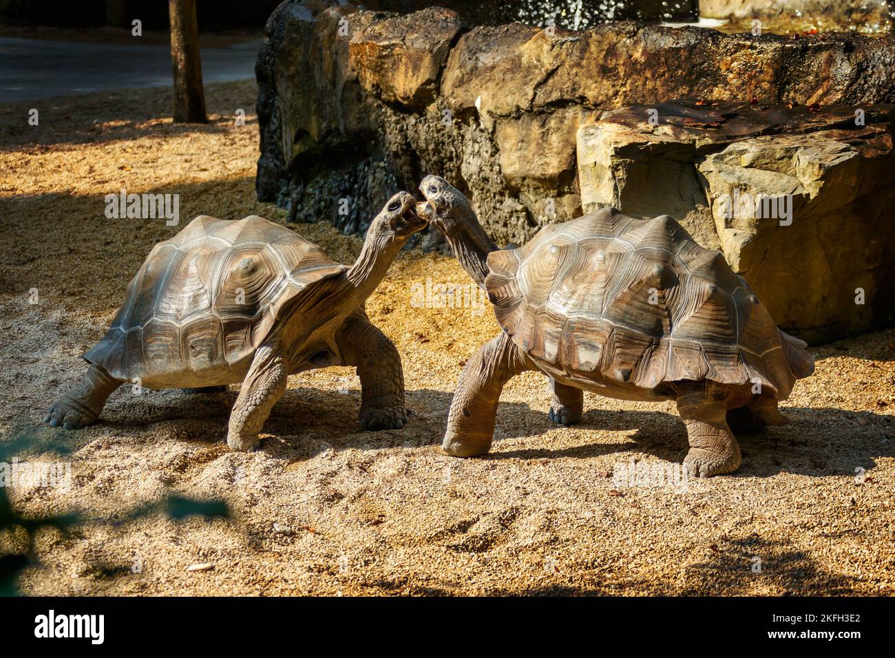 Galapagos Tortoise. Cincinnati Zoo and Botanical Garden, Cincinnati ...