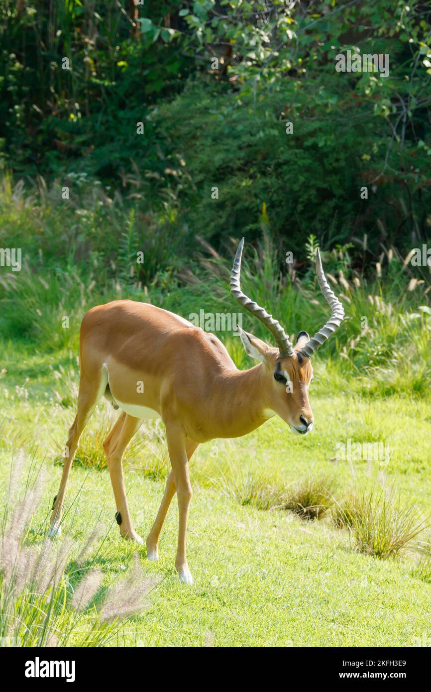 Impala. Male. Cincinnati Zoo and Botanical Garden, Cincinnati, Ohio ...