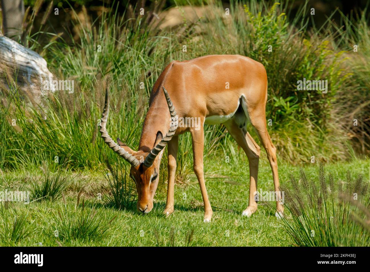 Impala. Male. Cincinnati Zoo and Botanical Garden, Cincinnati, Ohio ...