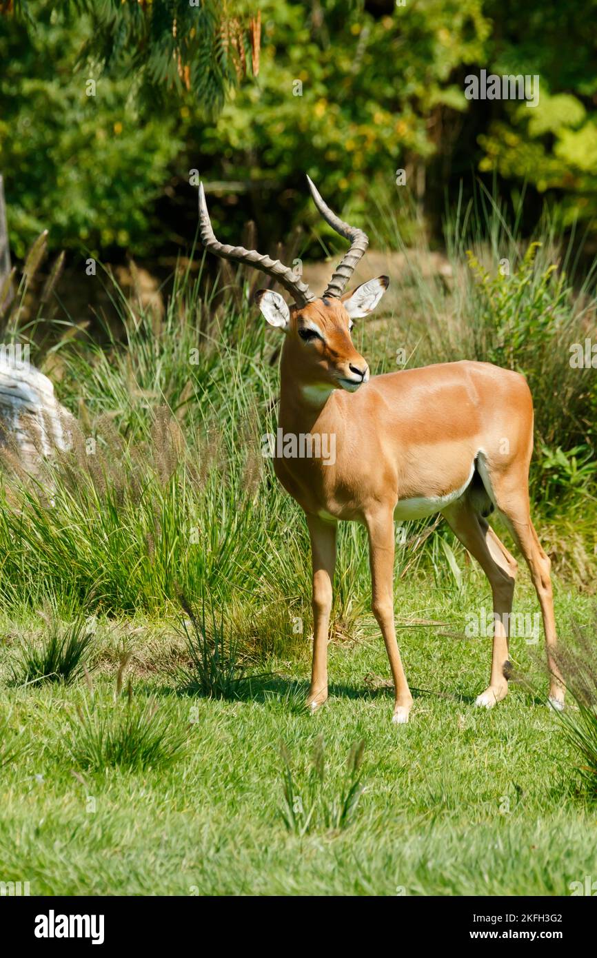 Impala. Male. Cincinnati Zoo and Botanical Garden, Cincinnati, Ohio ...