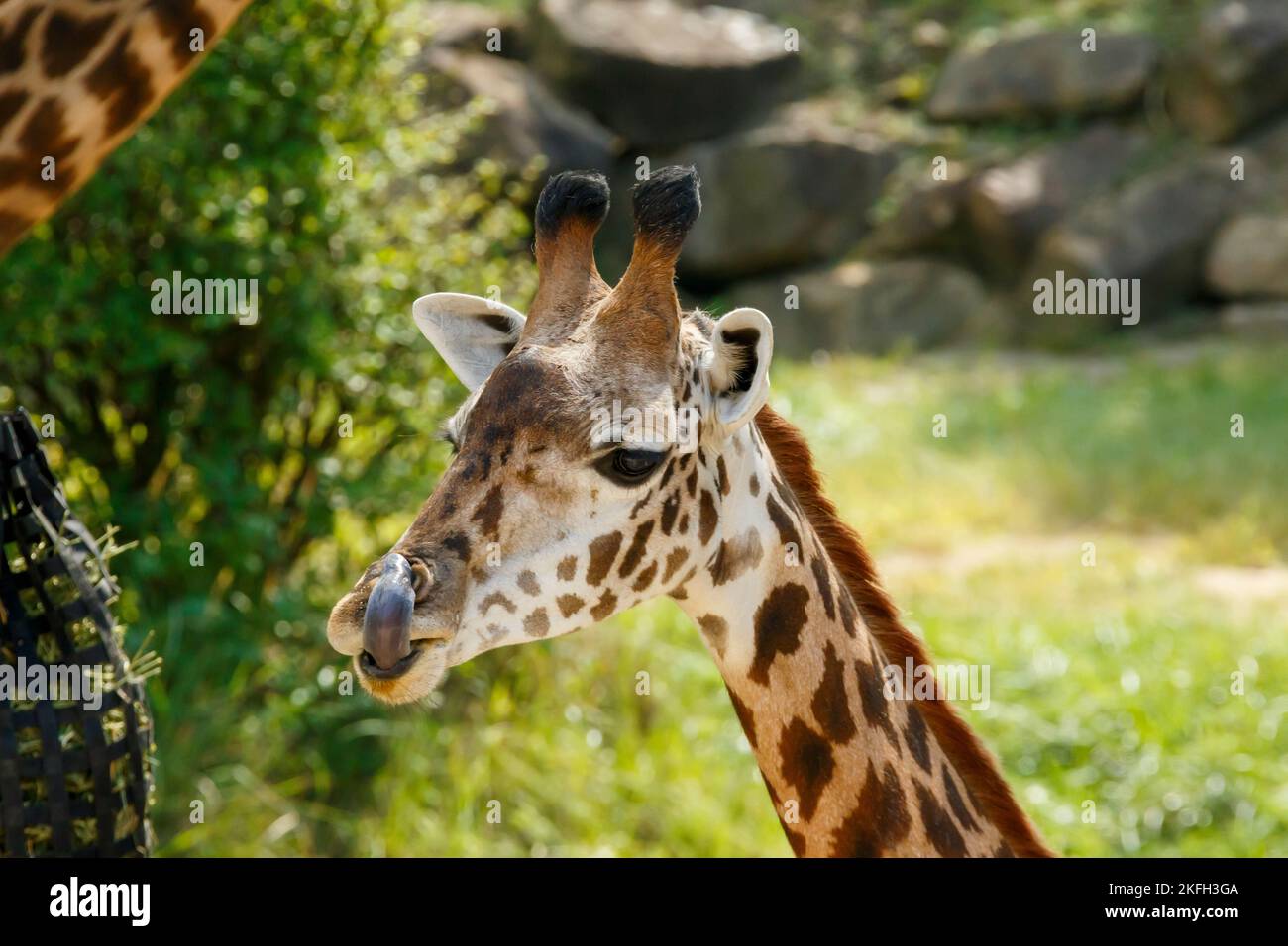 Maasai Giraffe. Cincinnati Zoo and Botanical Garden, Cincinnati, Ohio ... Maasai Giraffe. Cincinnati Zoo and Botanical Garden, Cincinnati, Ohio ...