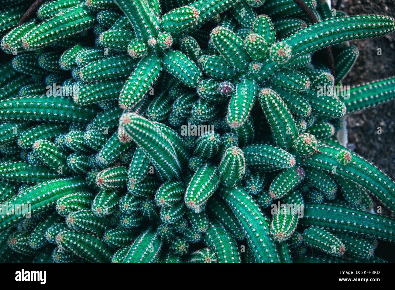 a group of Chamaecereus Silvestrii snake cactus flower green color ...