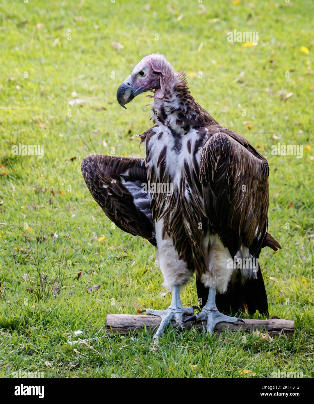 Lappet-faced Vulture. Cincinnati Zoo and Botanical Garden, Cincinnati ...