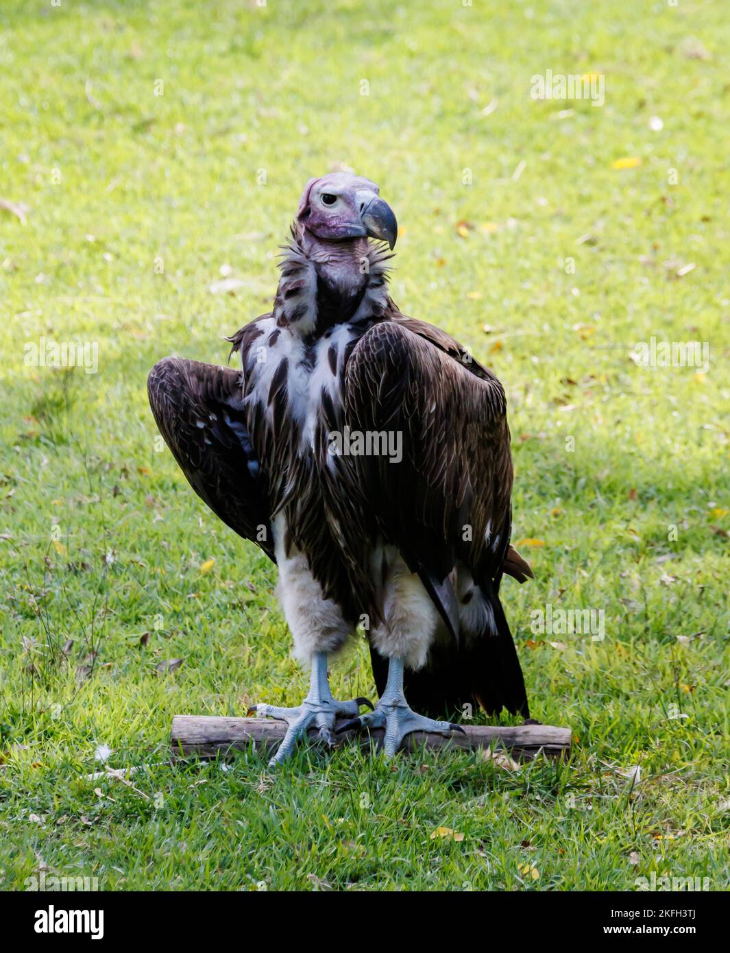Cincinnati zoo and botanical garden hi-res stock photography and images ...