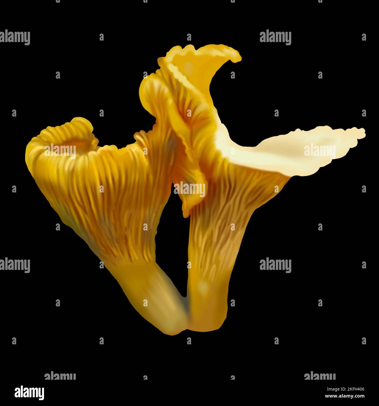 watercolor mushroom chanterelle. Realistic golden chanterelle. girolle ...