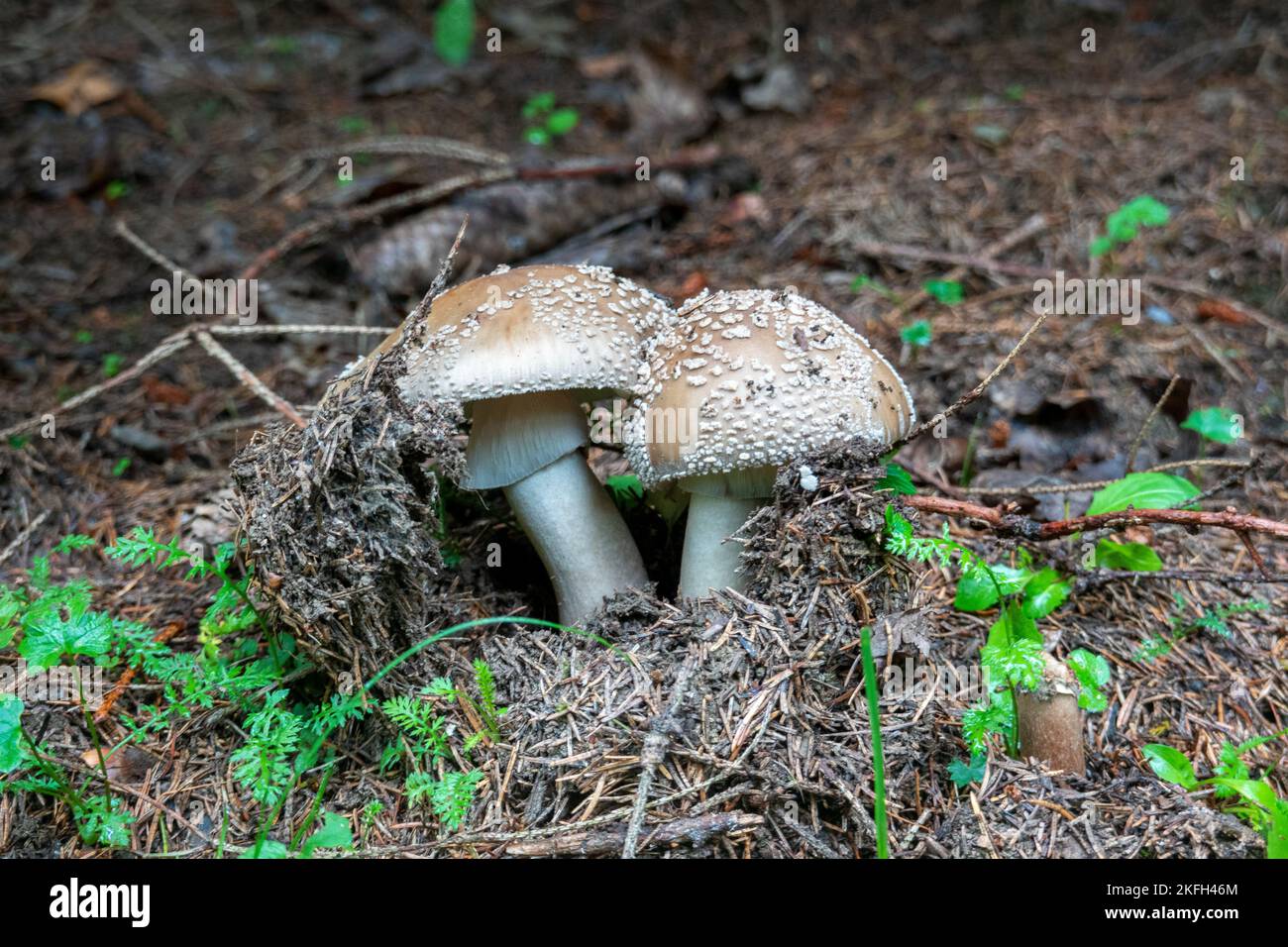 Amanita excelsa . Grauer Wulstling . Grey spotted Amanita Stock Photo ...