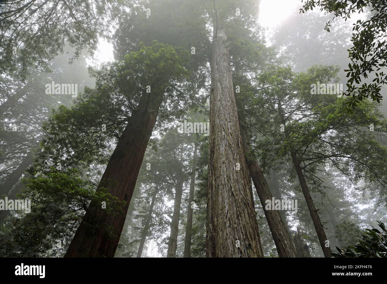 National sequoia park hi-res stock photography and images - Alamy