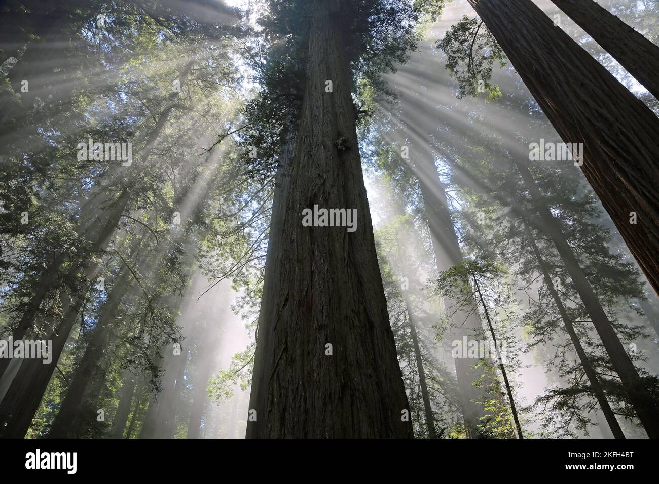 The holy tree hi-res stock photography and images - Alamy