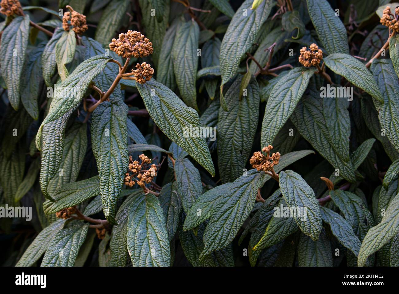Berry tree hi-res stock photography and images - Alamy
