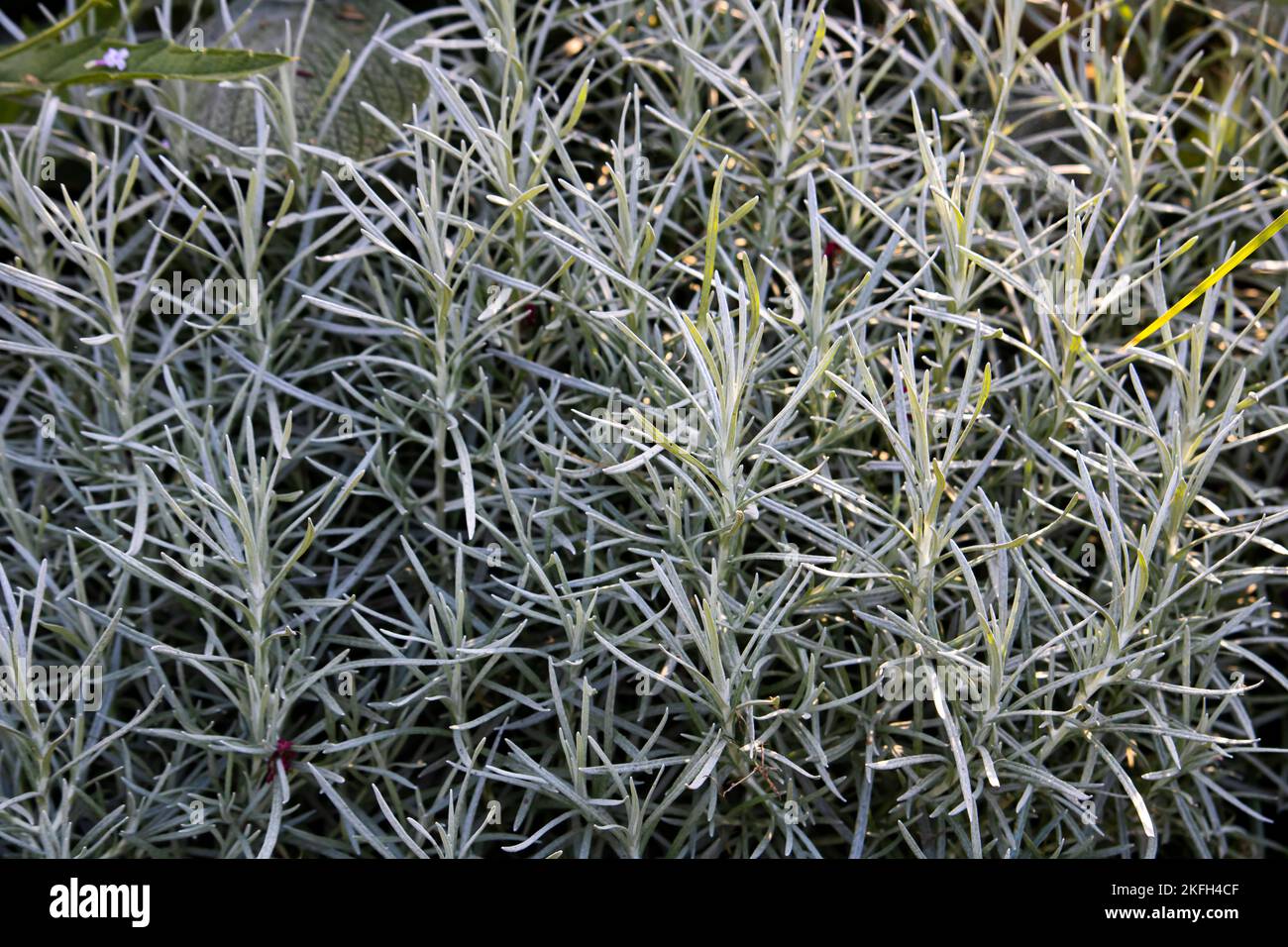 Conifer plant hi-res stock photography and images - Alamy