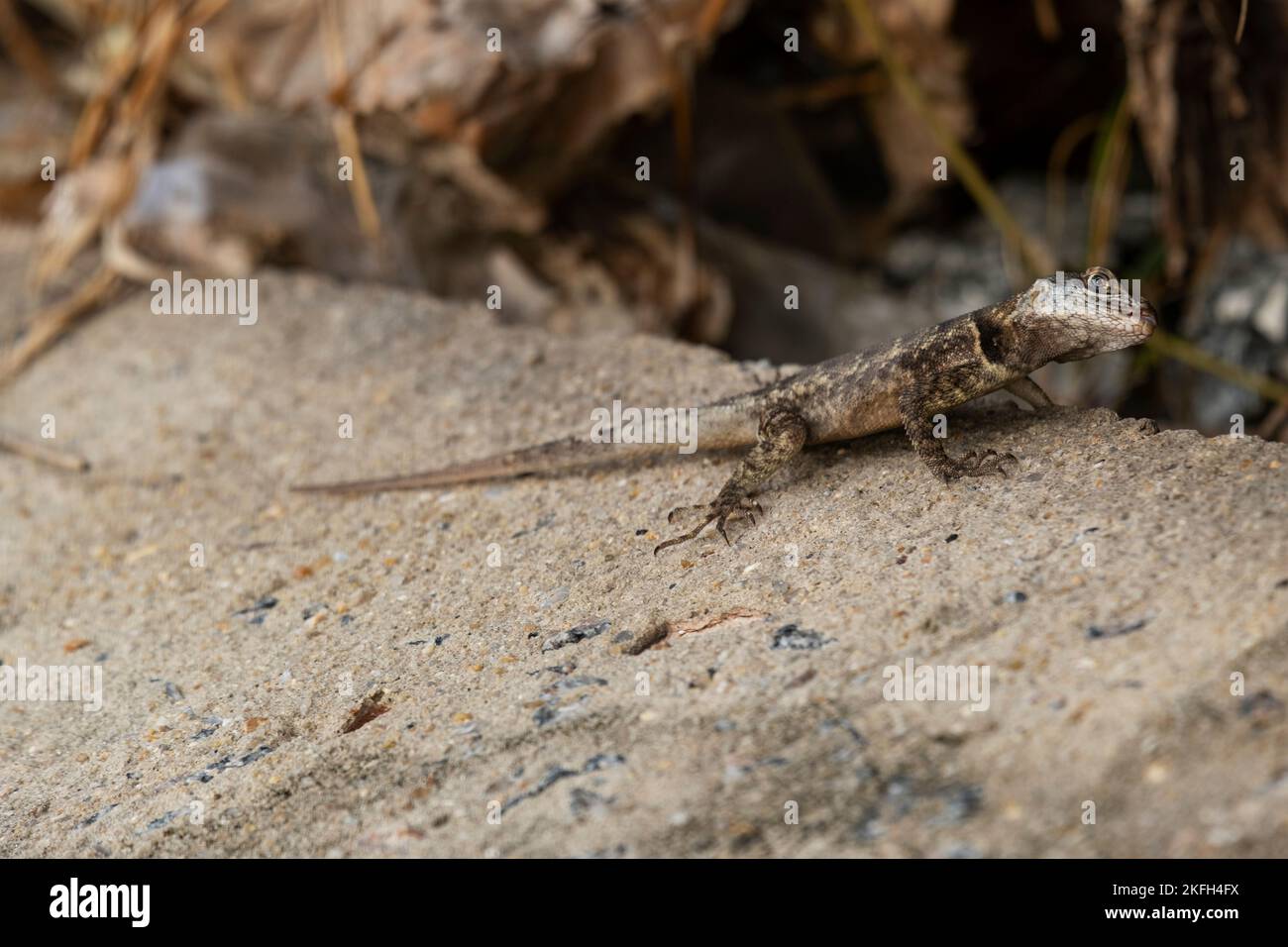 small stone lizard, common species in northeastern Brazil Stock Photo ...