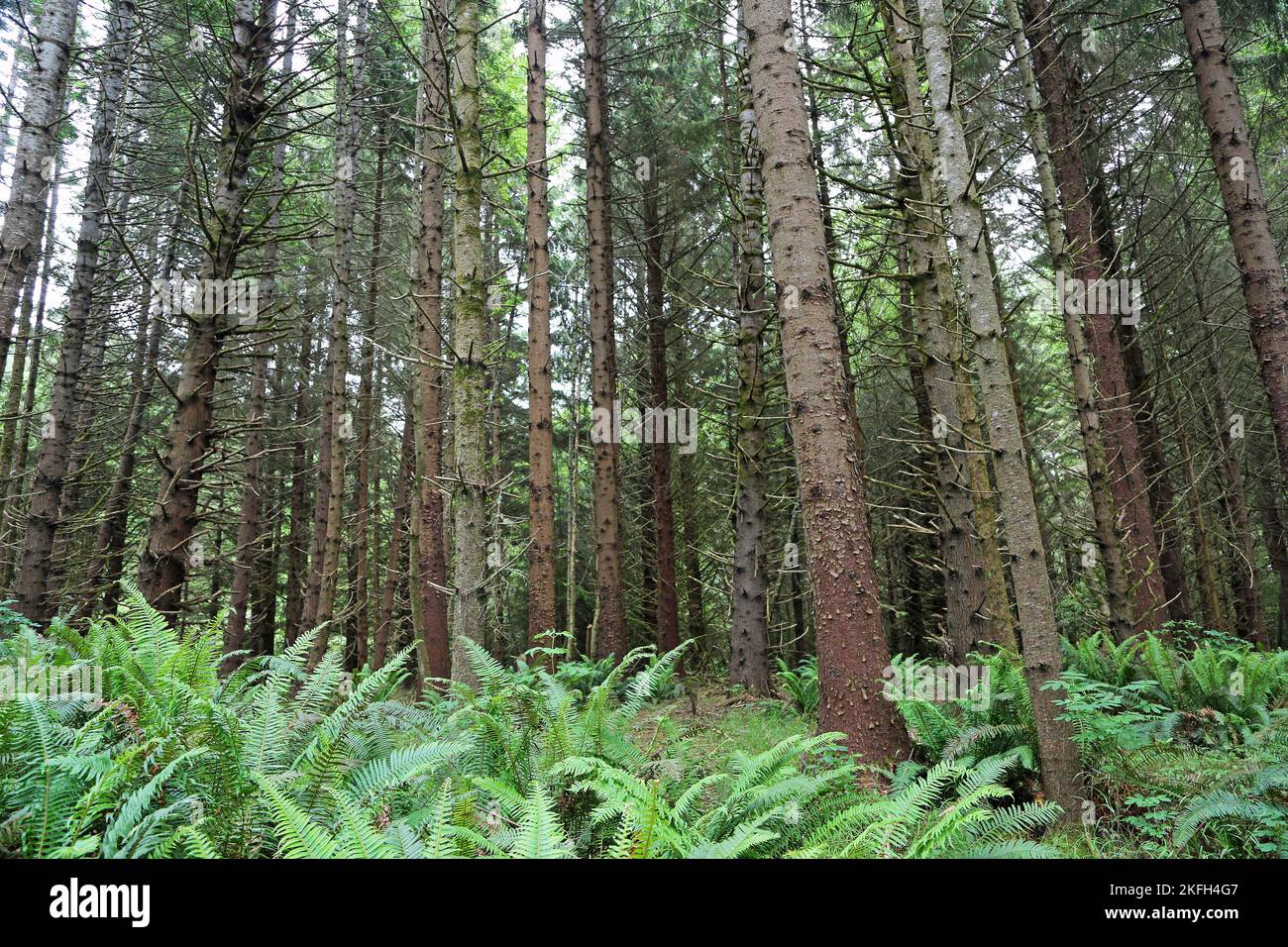 Green fern in the forest - fern, Redwood National Park, California ...