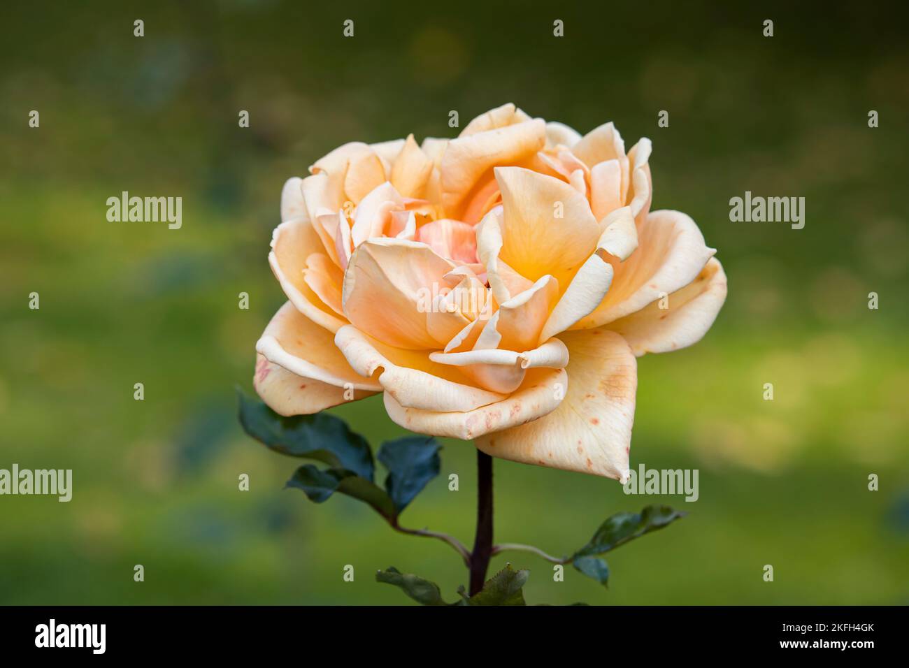 Rosa, Orange Rose ,Hybrid tea rose 'Ambiente' Stock Photo - Alamy