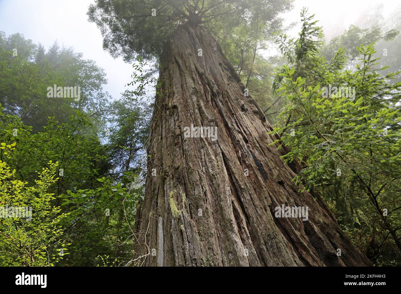 Sequoia tree hi-res stock photography and images - Alamy