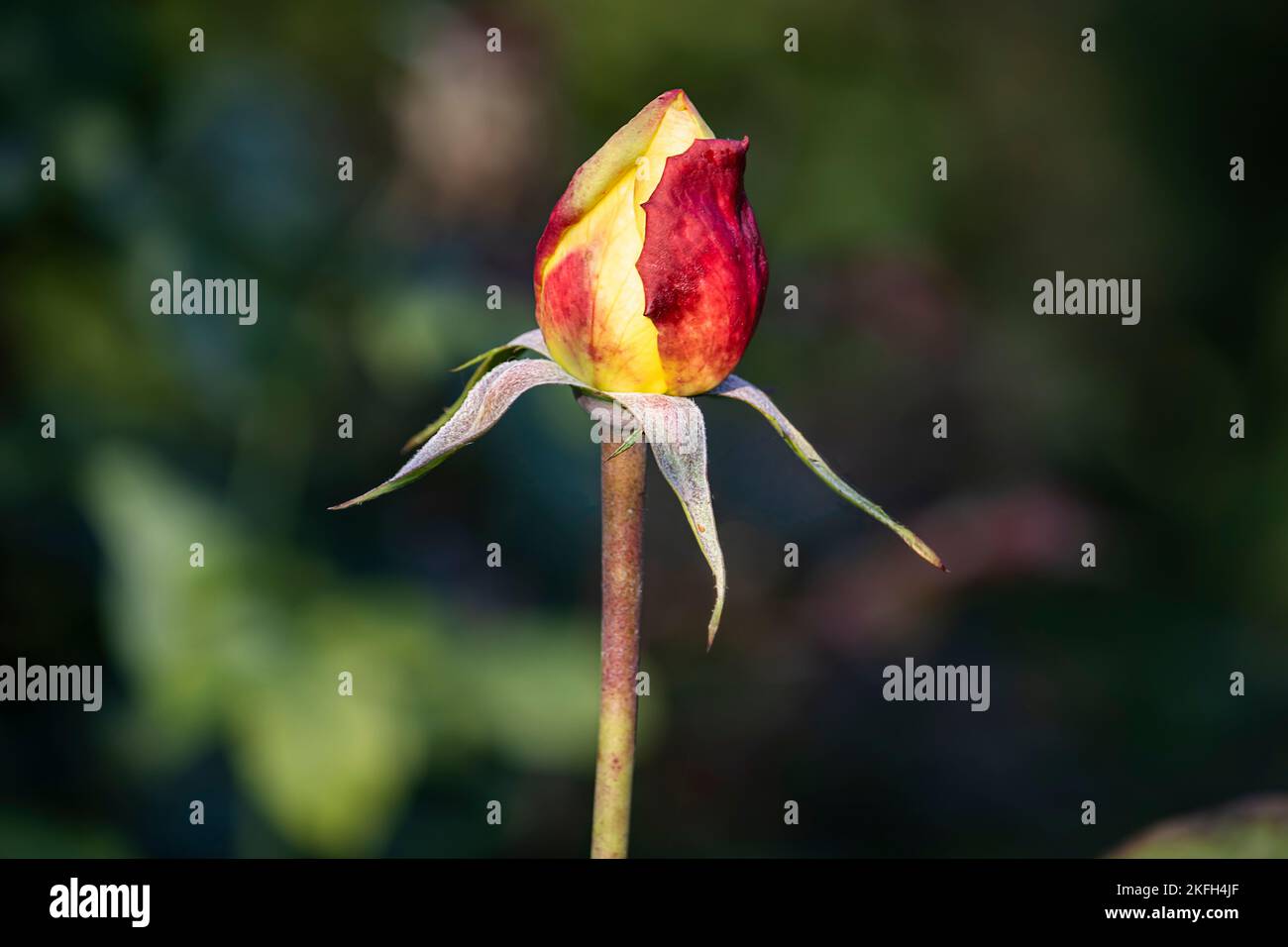 Rosebud ,Hybrid tea rose ,Yellowish red rose Stock Photo - Alamy