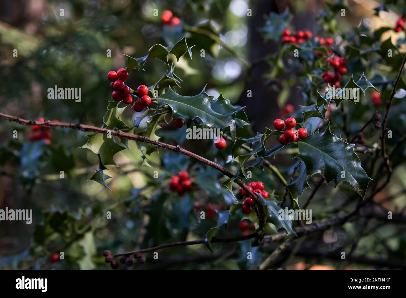 Ilex Aquifolium / Common holly Stock Photo - Alamy