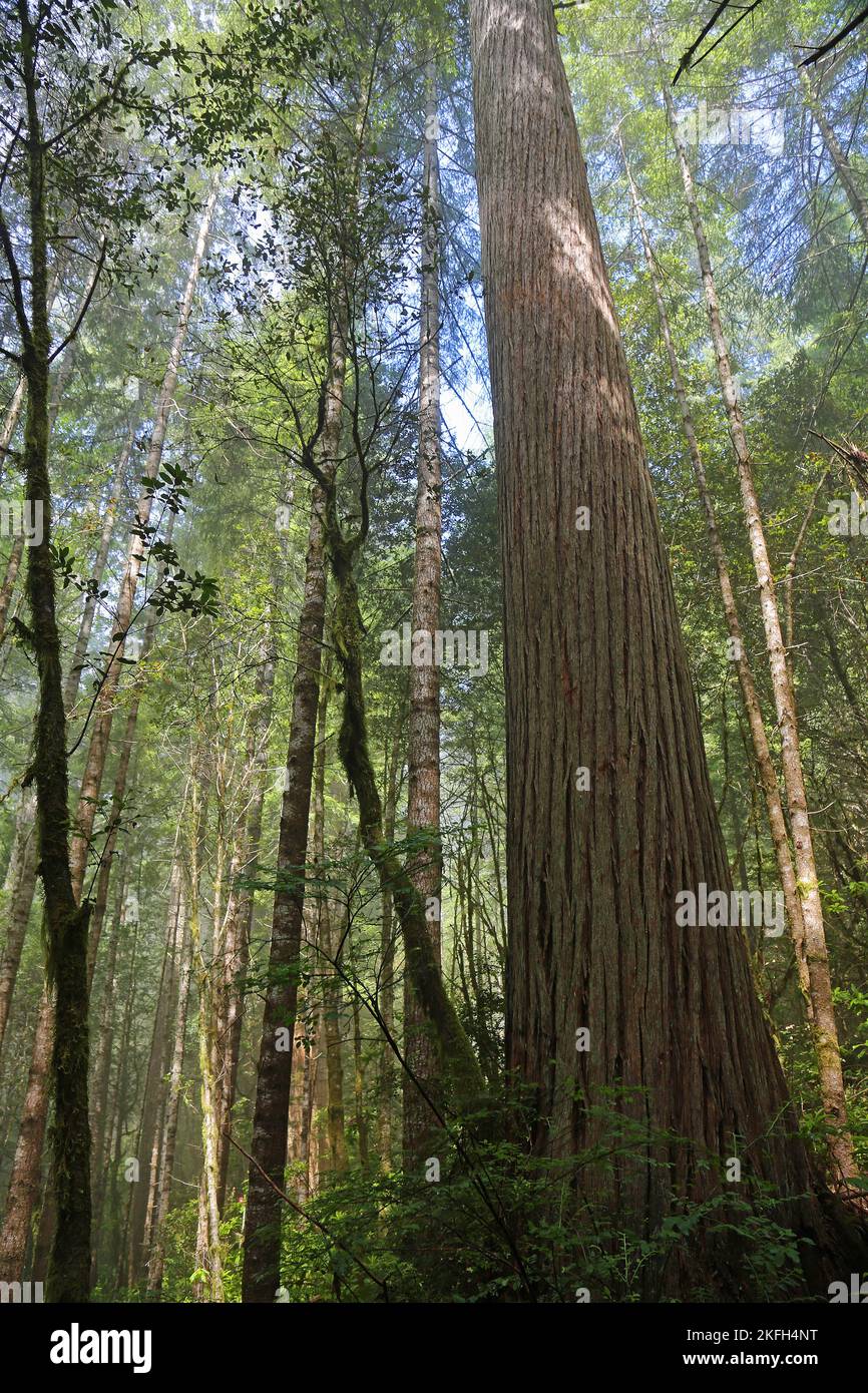 Sequoia tree vertical view hi-res stock photography and images - Alamy
