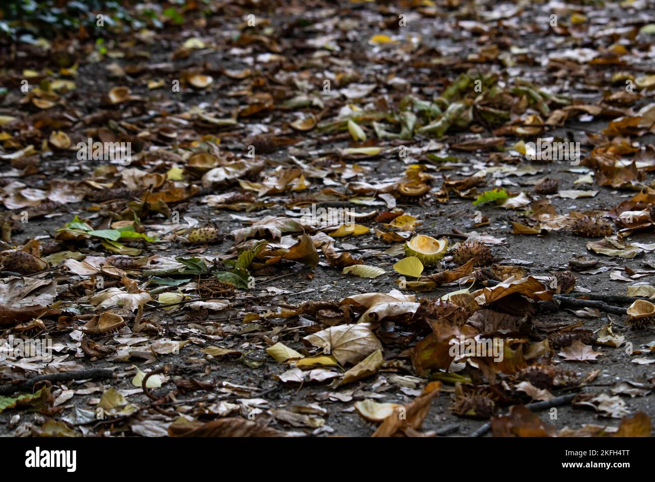 Chestnut shell ,Castanea Stock Photo - Alamy