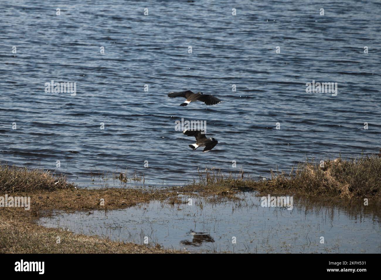 Petrels on the wings hi-res stock photography and images - Alamy