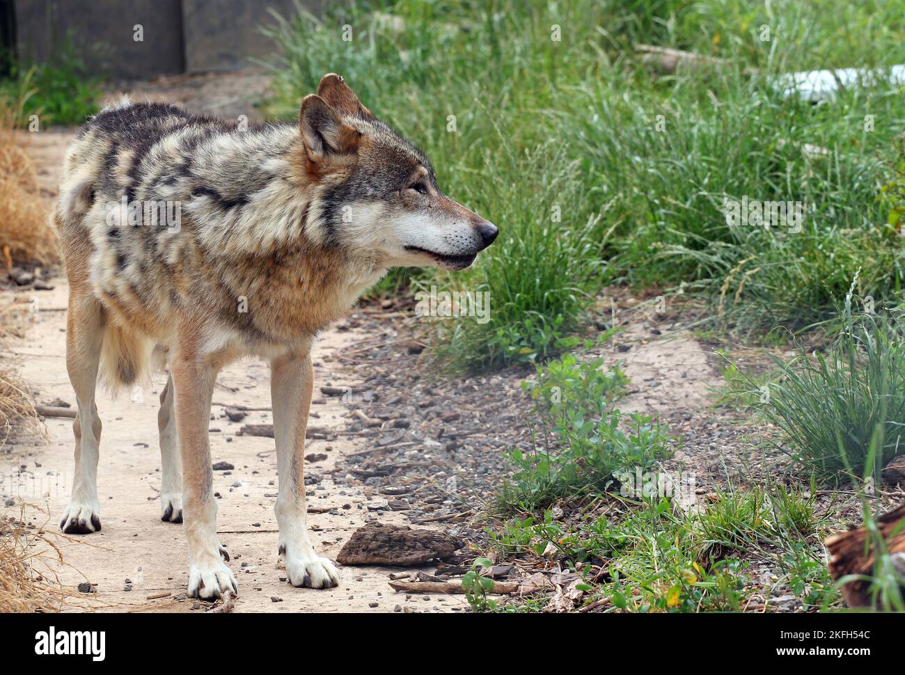The gray wolf (Canis Lupus). Single wolf. Large canine native to ...