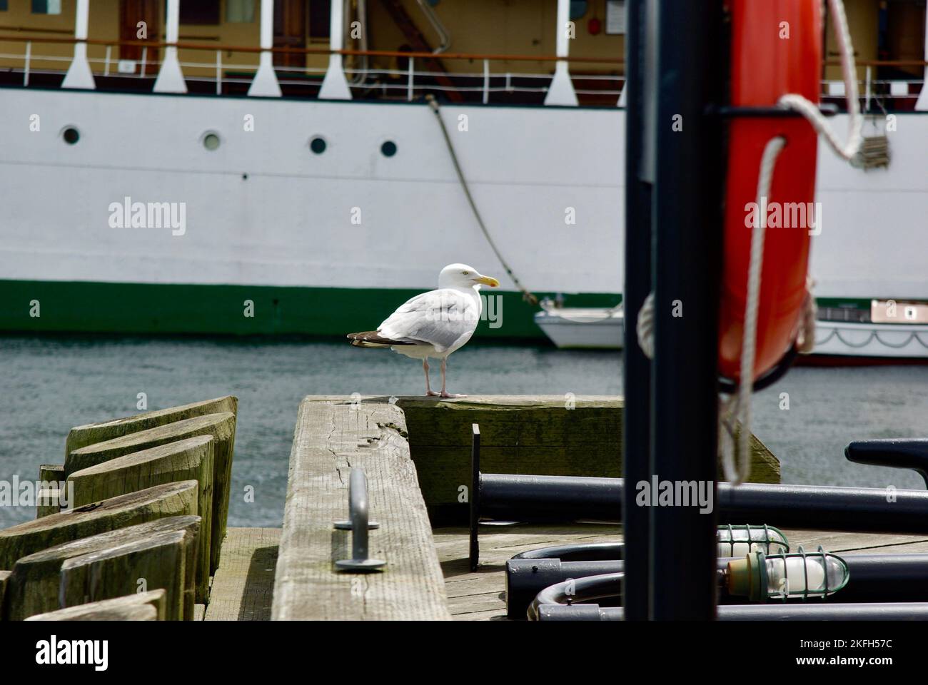 Seagull on the Dock Stock Photo - Alamy