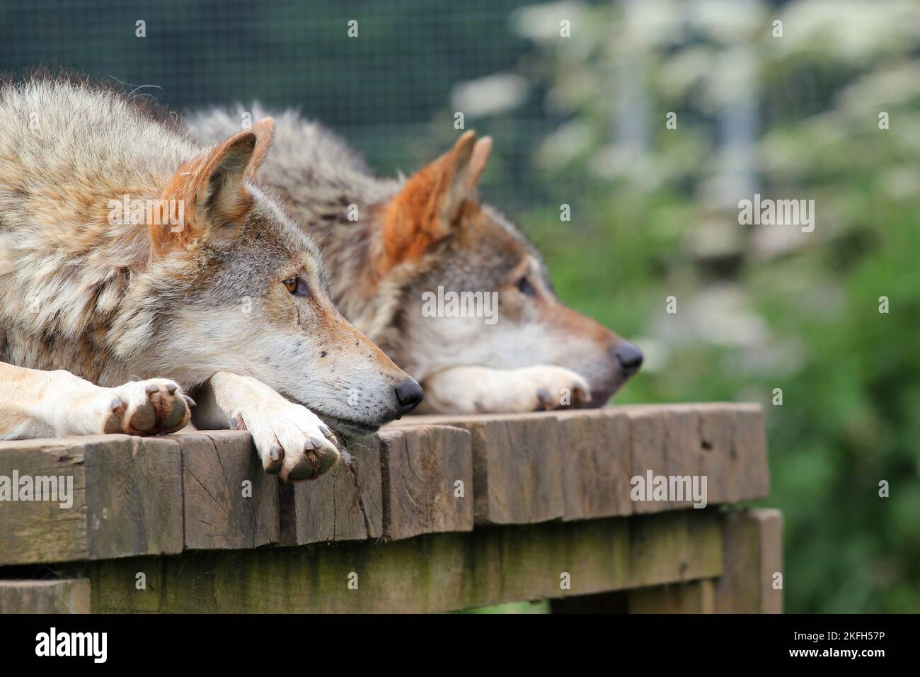 Two gray or grey wolves (Canis Lupus) lying together Stock Photo - Alamy